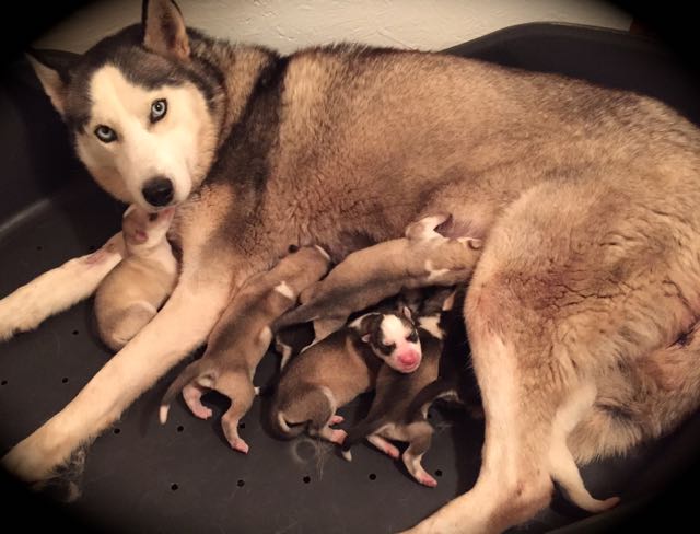 Chiots Husky disponibles : Elevage Husky du Vercors