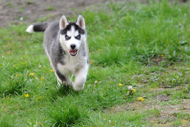 Elevage Husky : "Husky du Vercors" - Chiots Husky de Sibérie