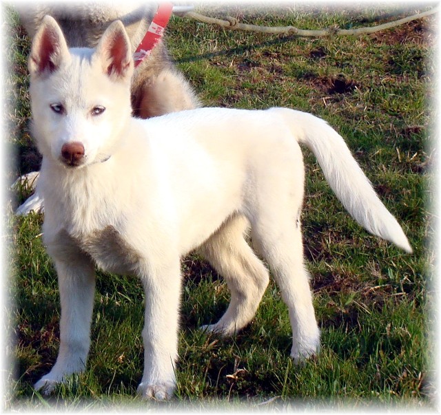 Elevage Husky : "Husky du Vercors" - Chiots Husky de Sibérie