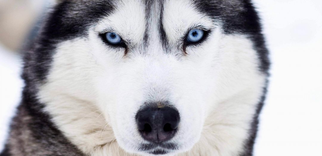 Husky Sibérien : Histoire, origine, hygiène, santé, caractère....