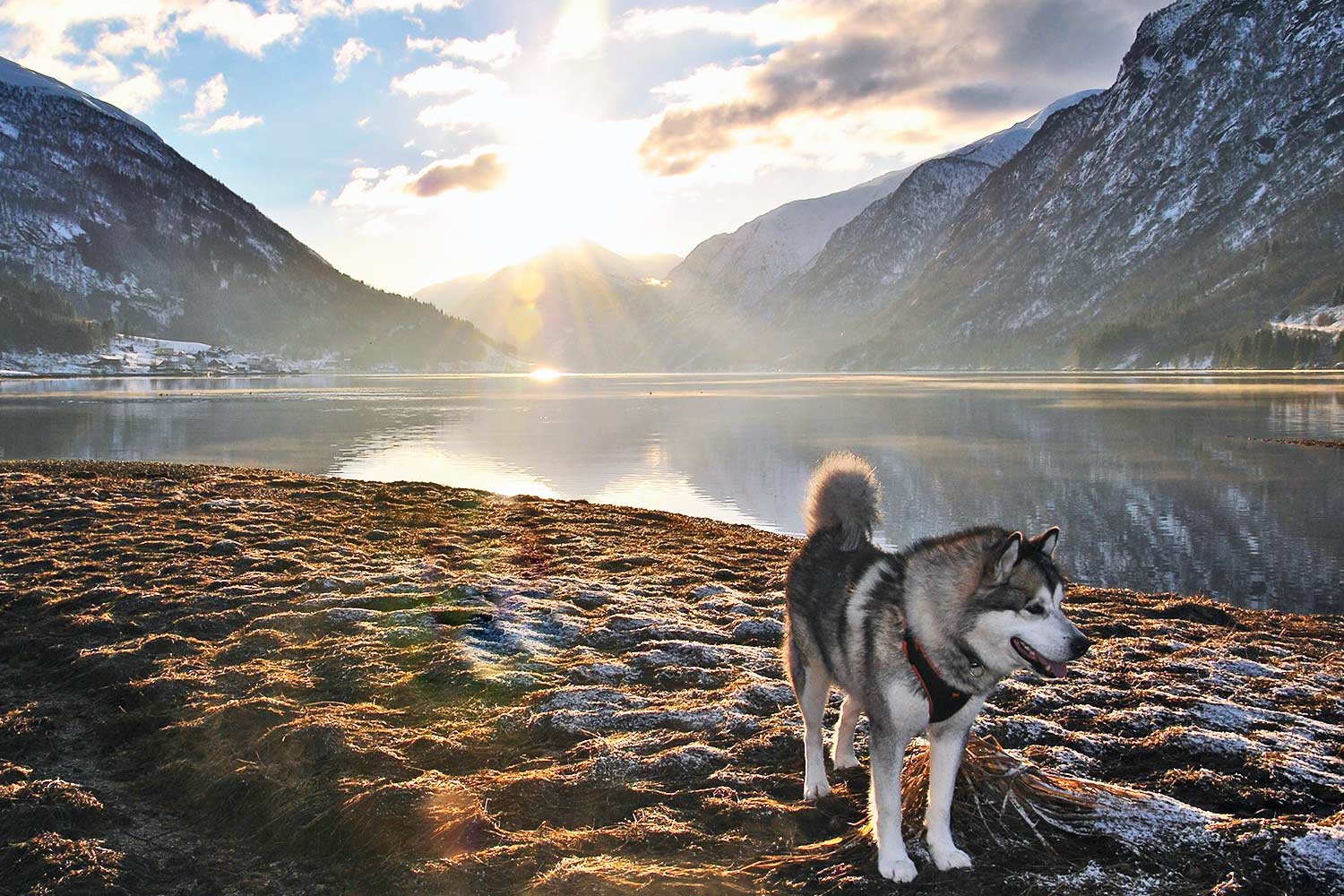 Élevage Husky du Vercors : naissance d'une passion pour le Husky