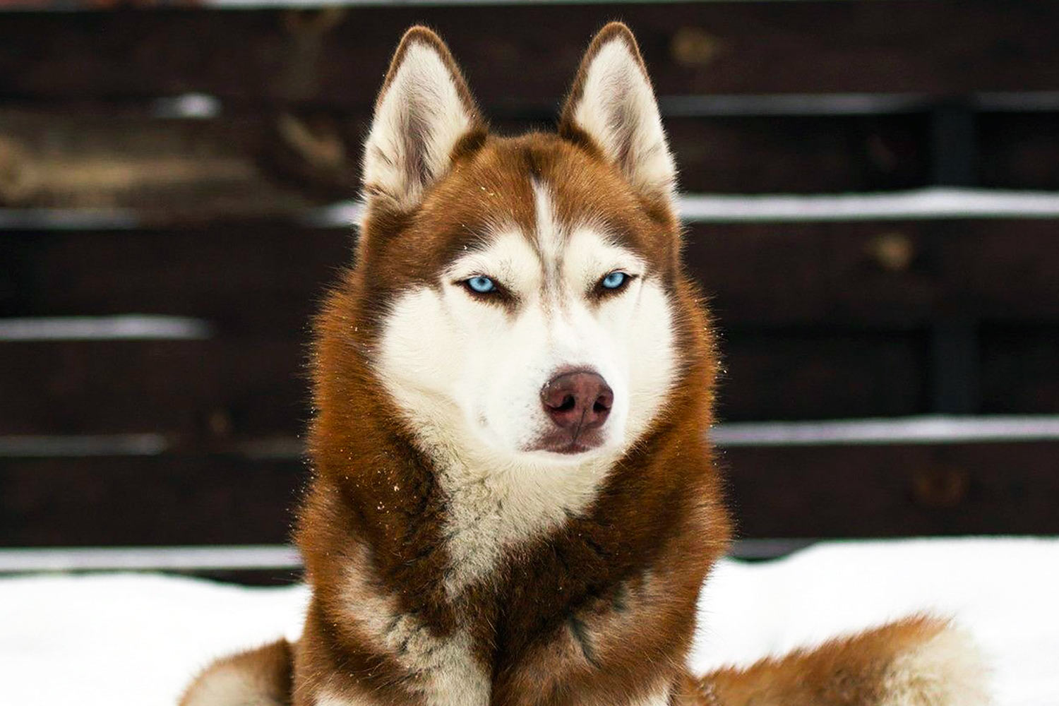 Husky Sibérien : Histoire, origine, hygiène, santé, caractère....